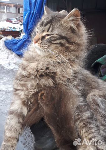 Красивые пушистые котята подростки 6 месяцев в дар
