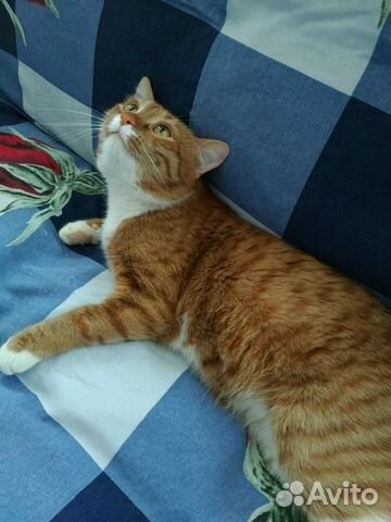 Рыжее чудо ищет дом