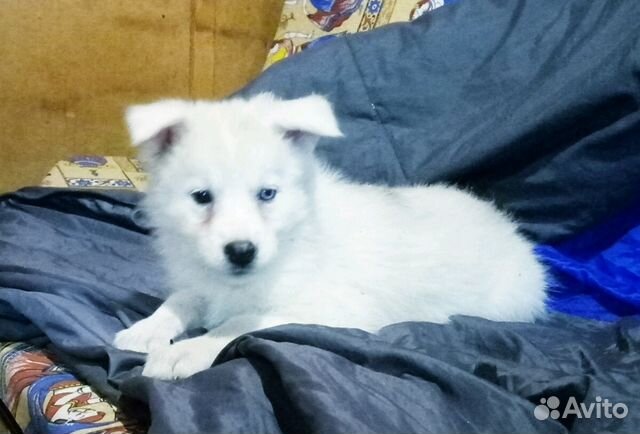 Волкособ Ф5