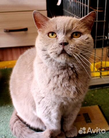 Котик-британ в хорошую семью