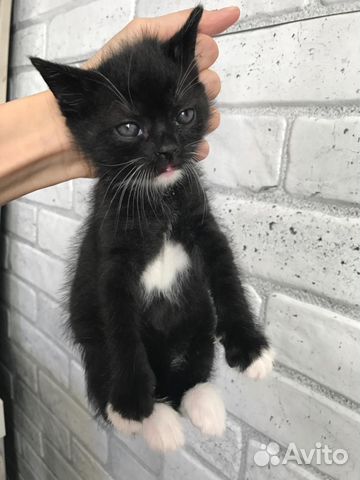 Дарю прелесного котёнка