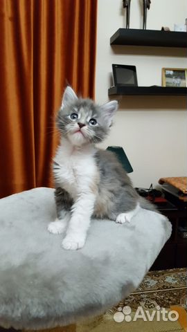 Котята Мейн-кун