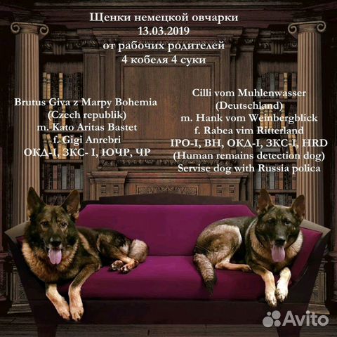 Щенки немецкая овчарка Рабочее разведение