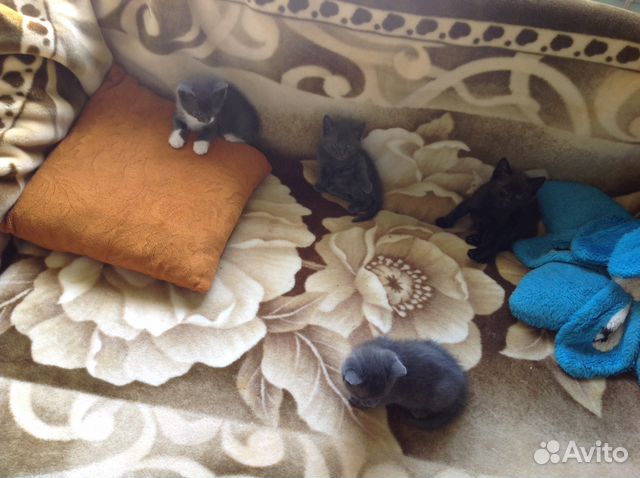 Котята