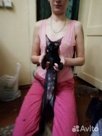 Отдам даром кошку и котенка