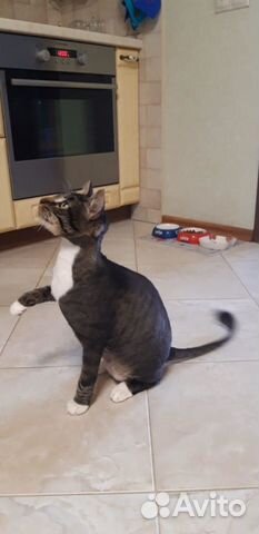 Котик в добрые руки