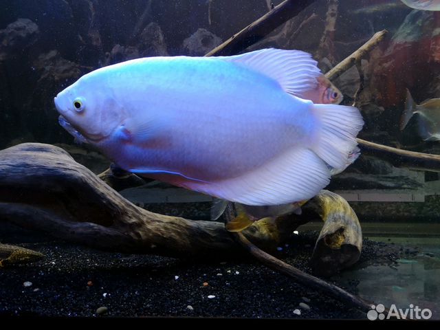 Гигантская гурами