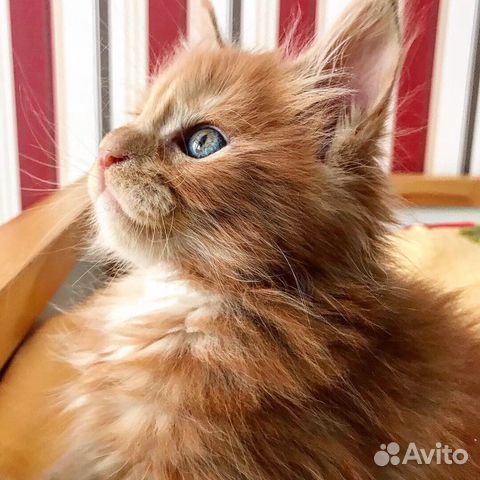Мейн-кун котята