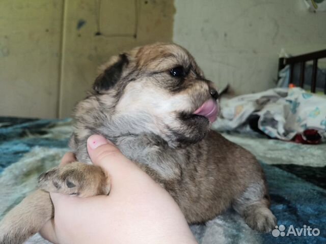 B хорошие руки щенков метисов