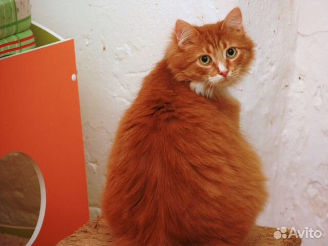 Котик Лева ищет дом