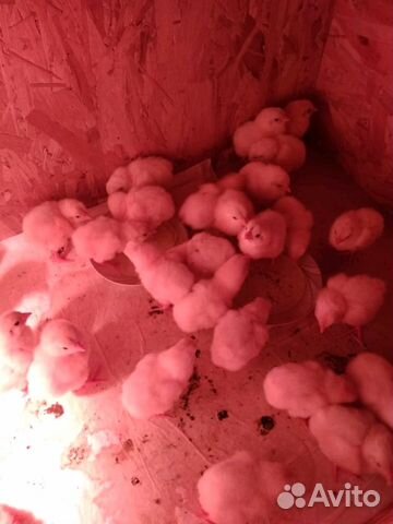 Цеплята суточные кобб 500