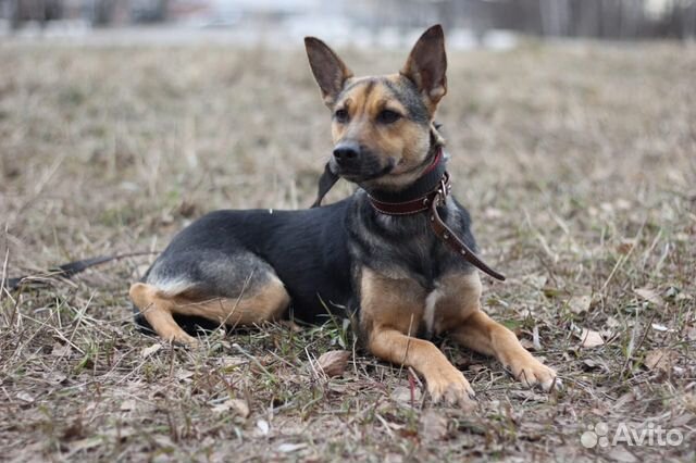 Маленькая собака бесплатно