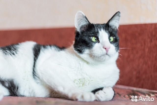 Ласковый, игривый косоглазик Кузя в добрые руки