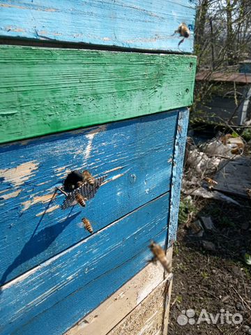 Пчелосемьи пакеты
