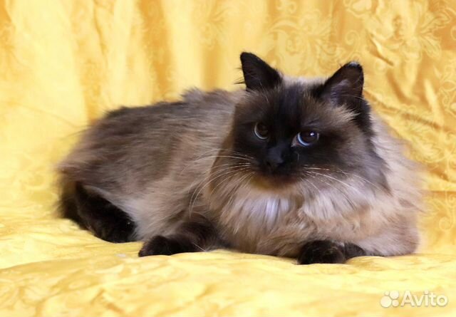 Красавица Олимпия в добрые ручки