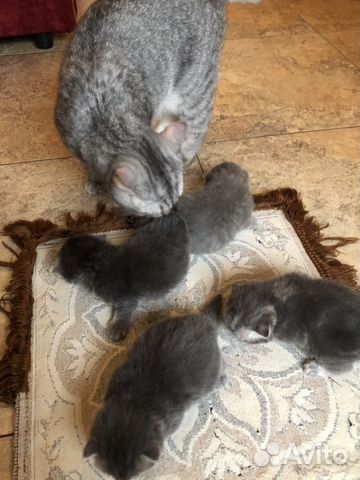Котята британцы