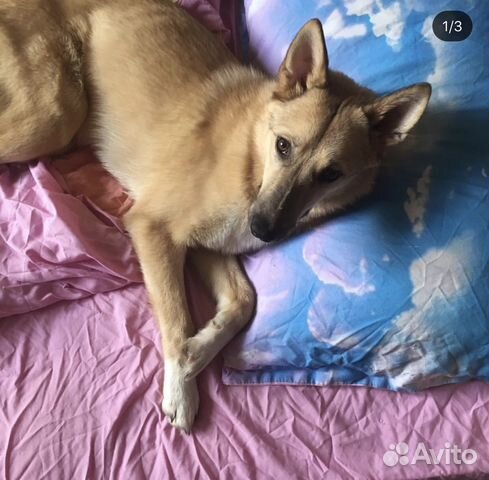 Собака в дар