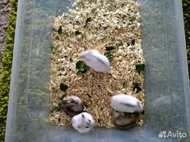 Милые ждунгарские хомячки