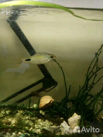 Рыбка барбус махеола отдам