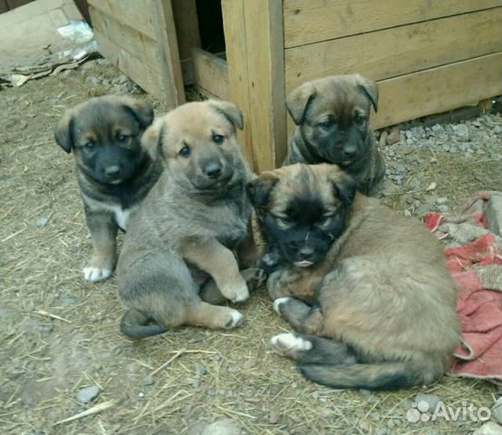Щенки Восточно-Европейской Овчарки
