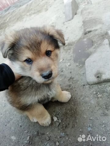Щенки помесь овчарки восточноевропейской