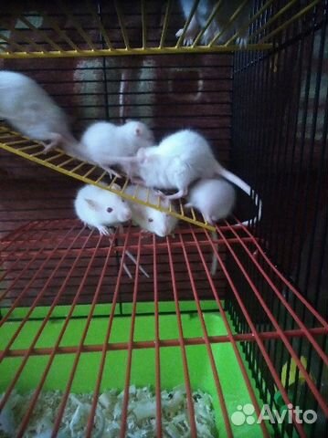 Кормовые крысята