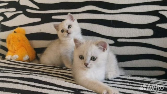 Чистокровные британские малыши