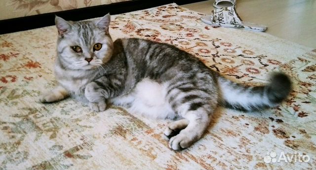 Отдам кошку в добрые руки