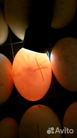 Инкубационное яйцо гуся