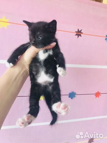 Котик черно-Белый 1 месяц