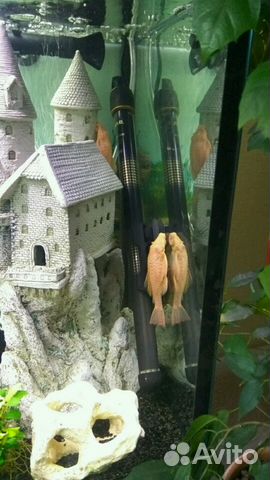 Анциструс альбинос (золотой) взрослая самка