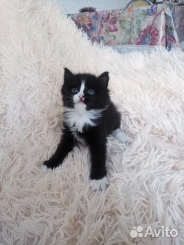 Отдам котёнка в добрые руки