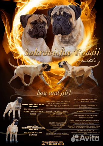 Щенки бульмастифа