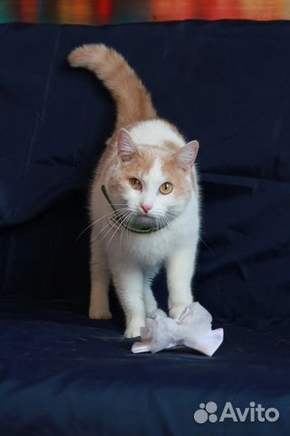 Нежнейшая светленькая молоденькая кошечка