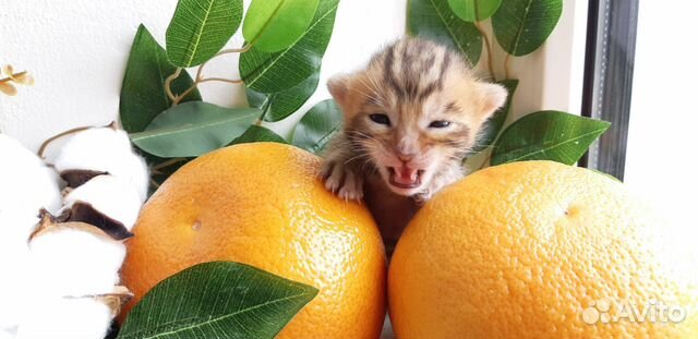 Шикарные контактные бенгалы из питомника