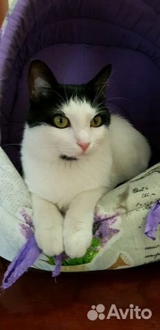 Котик Феня метис 1,5года кастрат,привит