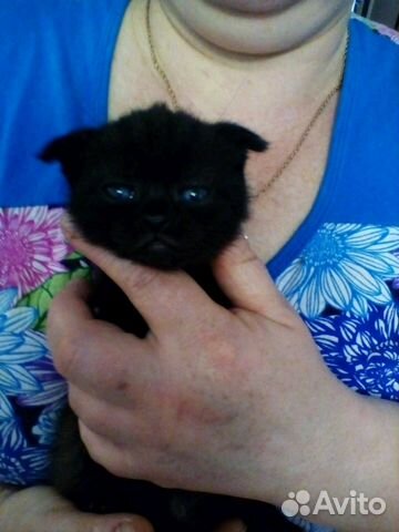 Вислоухие котята