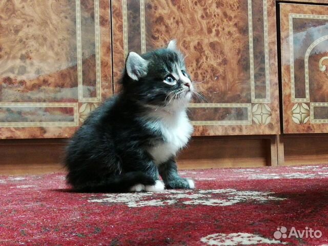 Котенок с большими глазами в добрые руки