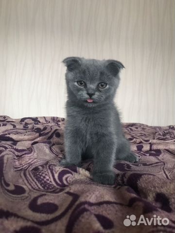 Шотландский вислоухий котёнок