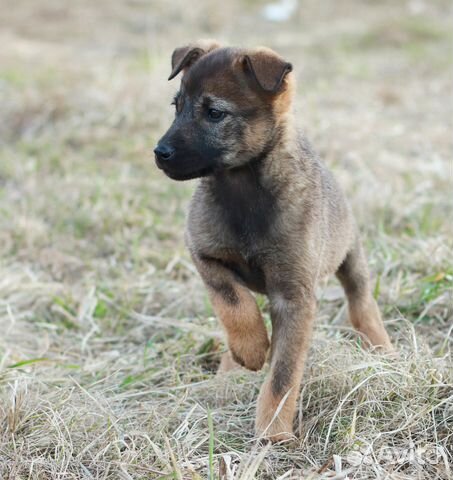 Щенок - девочка в дар
