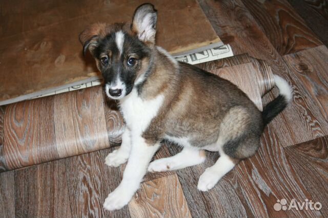 Щенок в добрые руки