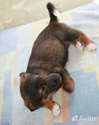 Щенок в добрые руки