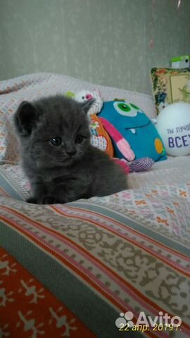 Британские котята