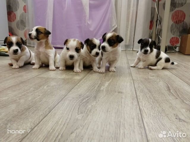 Продам щенков джек рассела