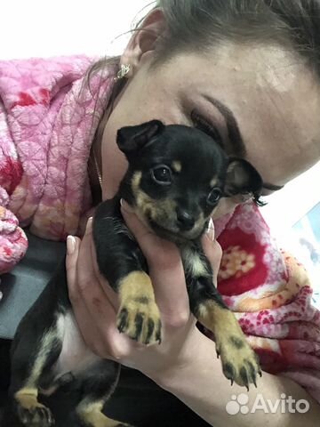 Щенок Той Терьер,Тойчики