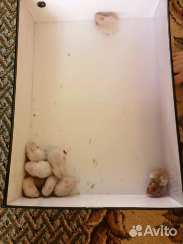 Сирийские хомяки