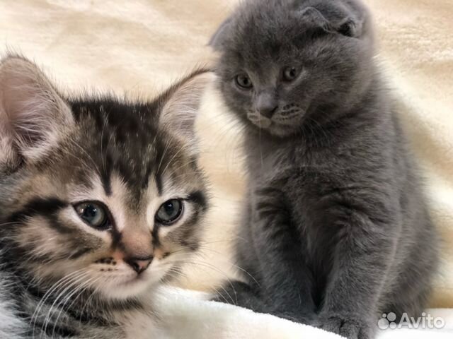 Шотландские котята