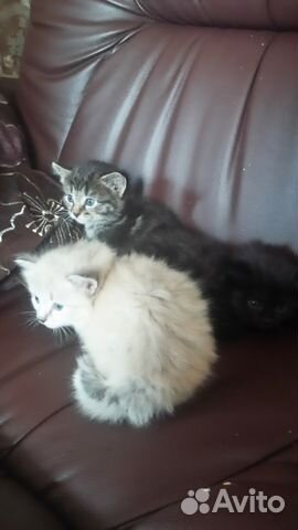 Белый,полосатый,черный котенок