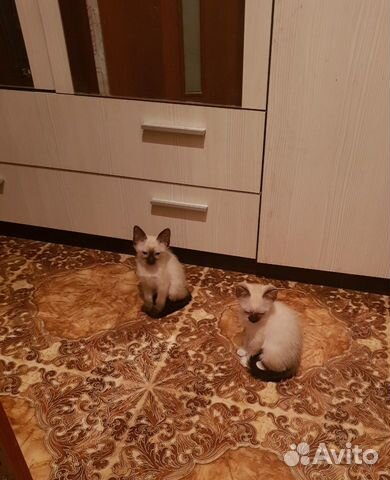 Продам сиамских котят