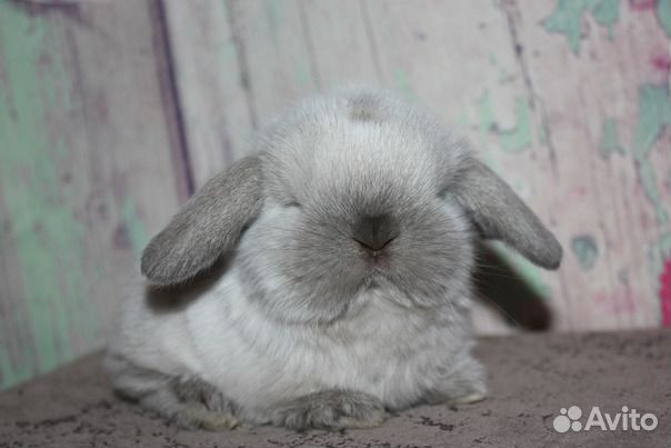 Карликовый крольчонок Mini lop